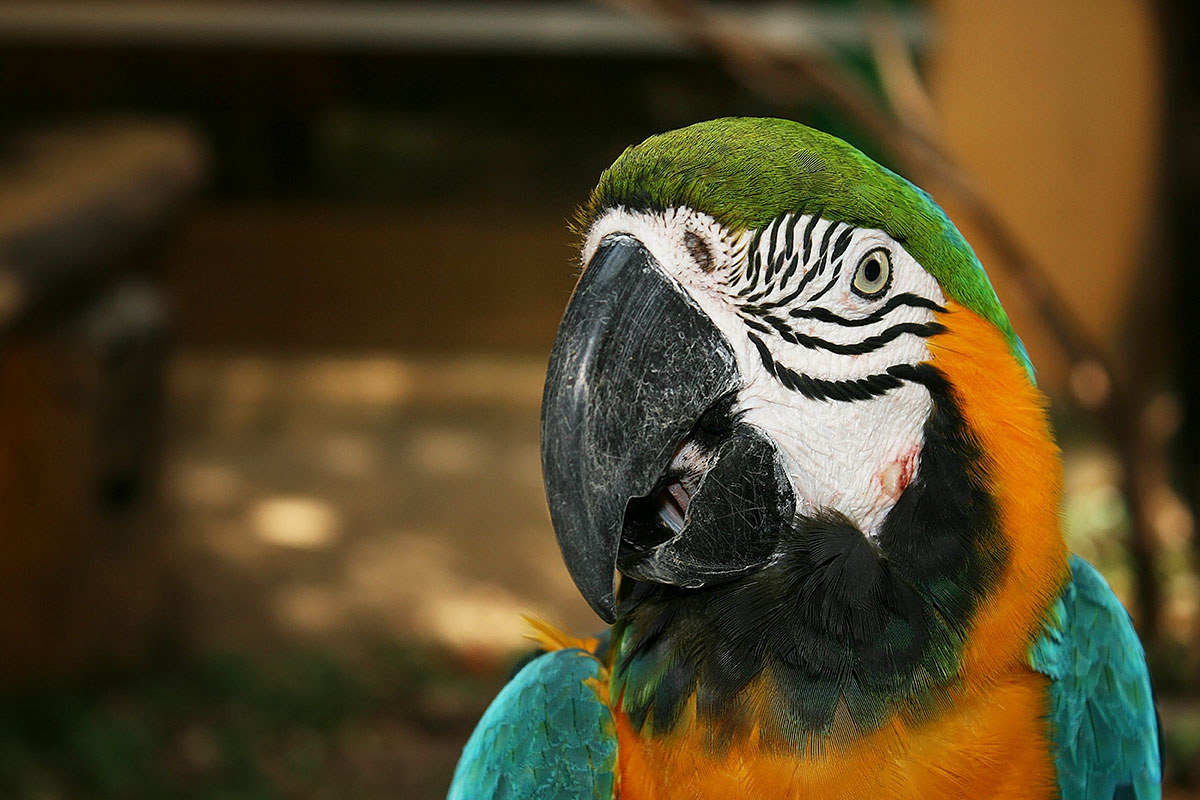 Avian Pathogens Leaflet