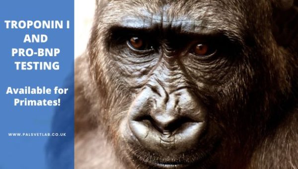 Express Troponin I and ProBNP testing for Primates same day results ...