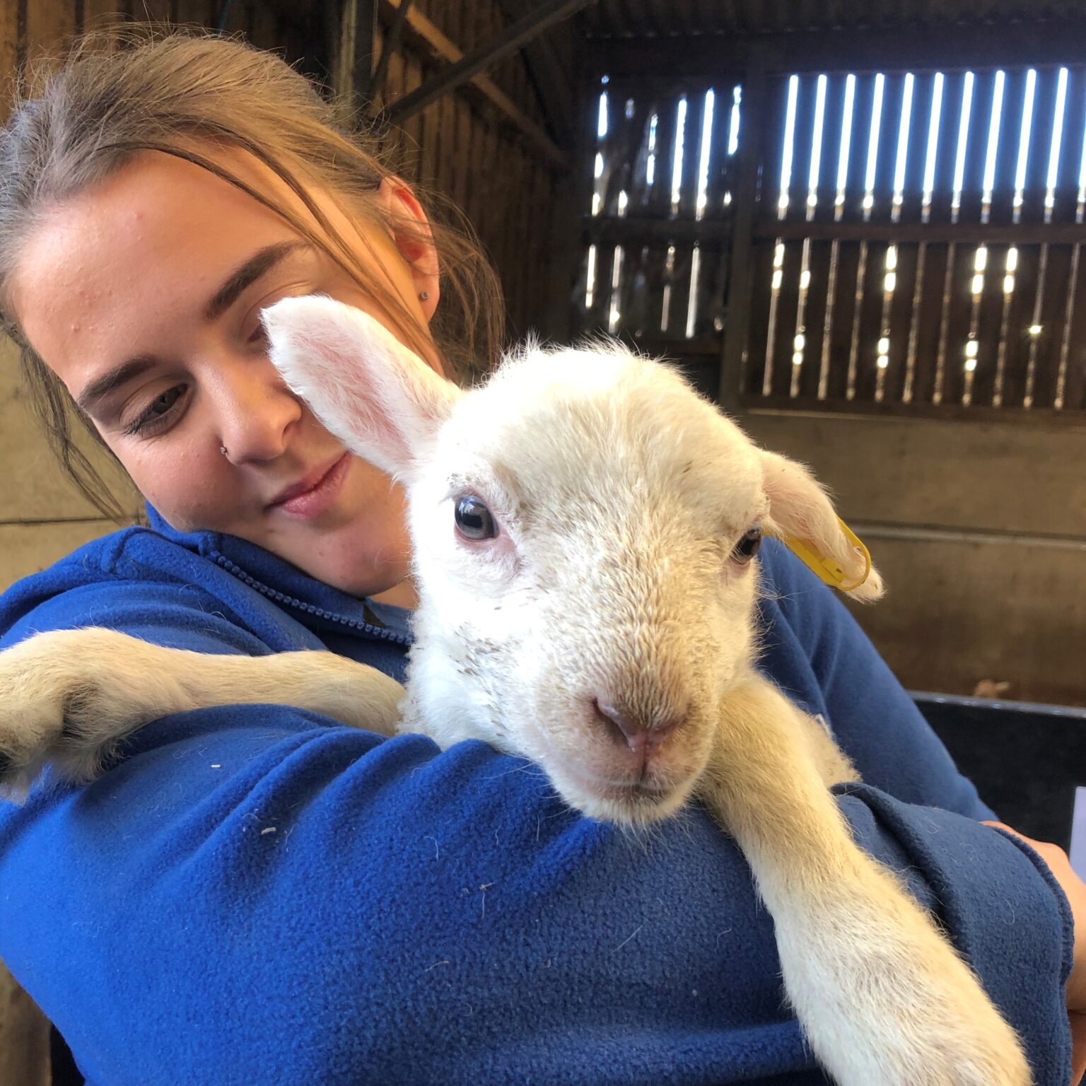 Reaseheath Lambing Event - PALS Vet Lab