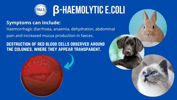 Β-Haemolytic E.Coli - PALS Vet Lab