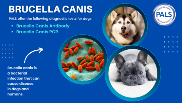 What is Brucella canis in dogs? - PALS Vet Lab