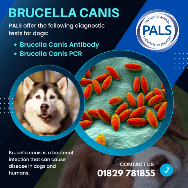 What is Brucella canis in dogs? - PALS Vet Lab
