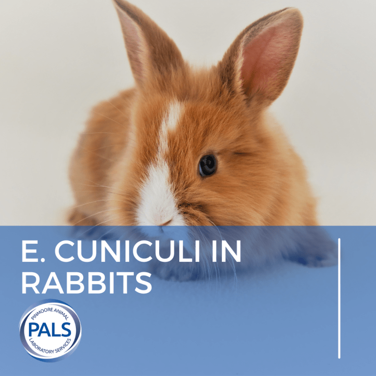 What is E. cuniculi (Encephalitozoon cuniculi) in Rabbits? - PALS Vet Lab