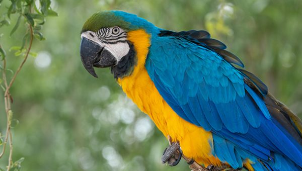 Chlamydia psittaci - what is psittacosis, how does it spread, clinical ...