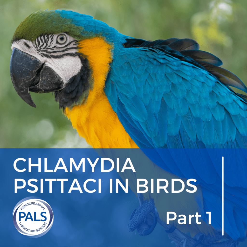 Express E.cuniculi antibody testing now available! - PALS Vet Lab