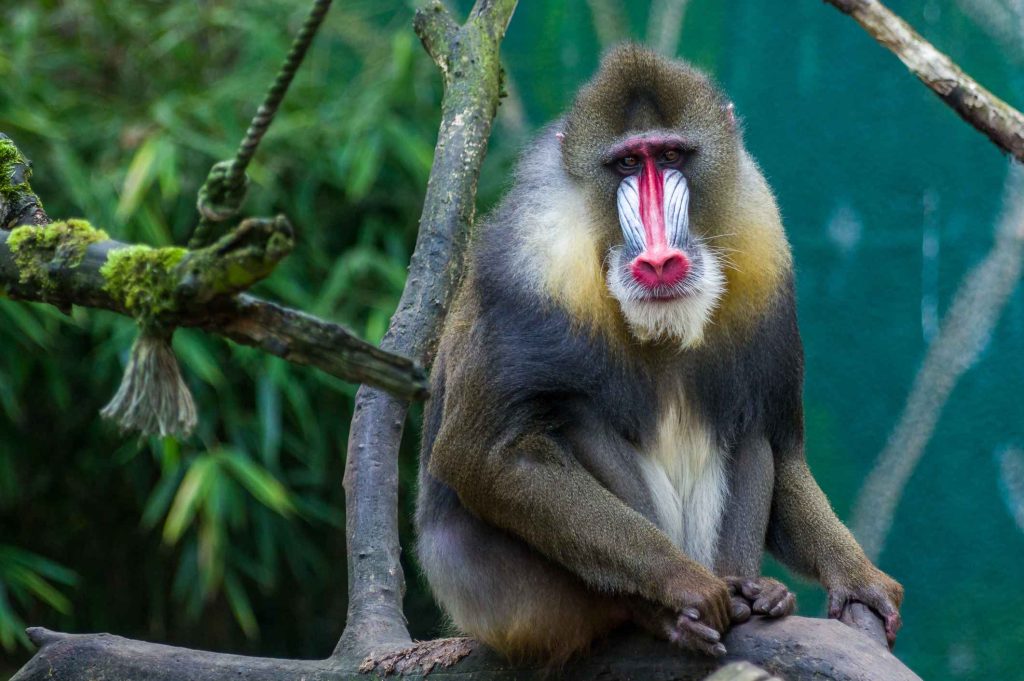 Primates Leaflet