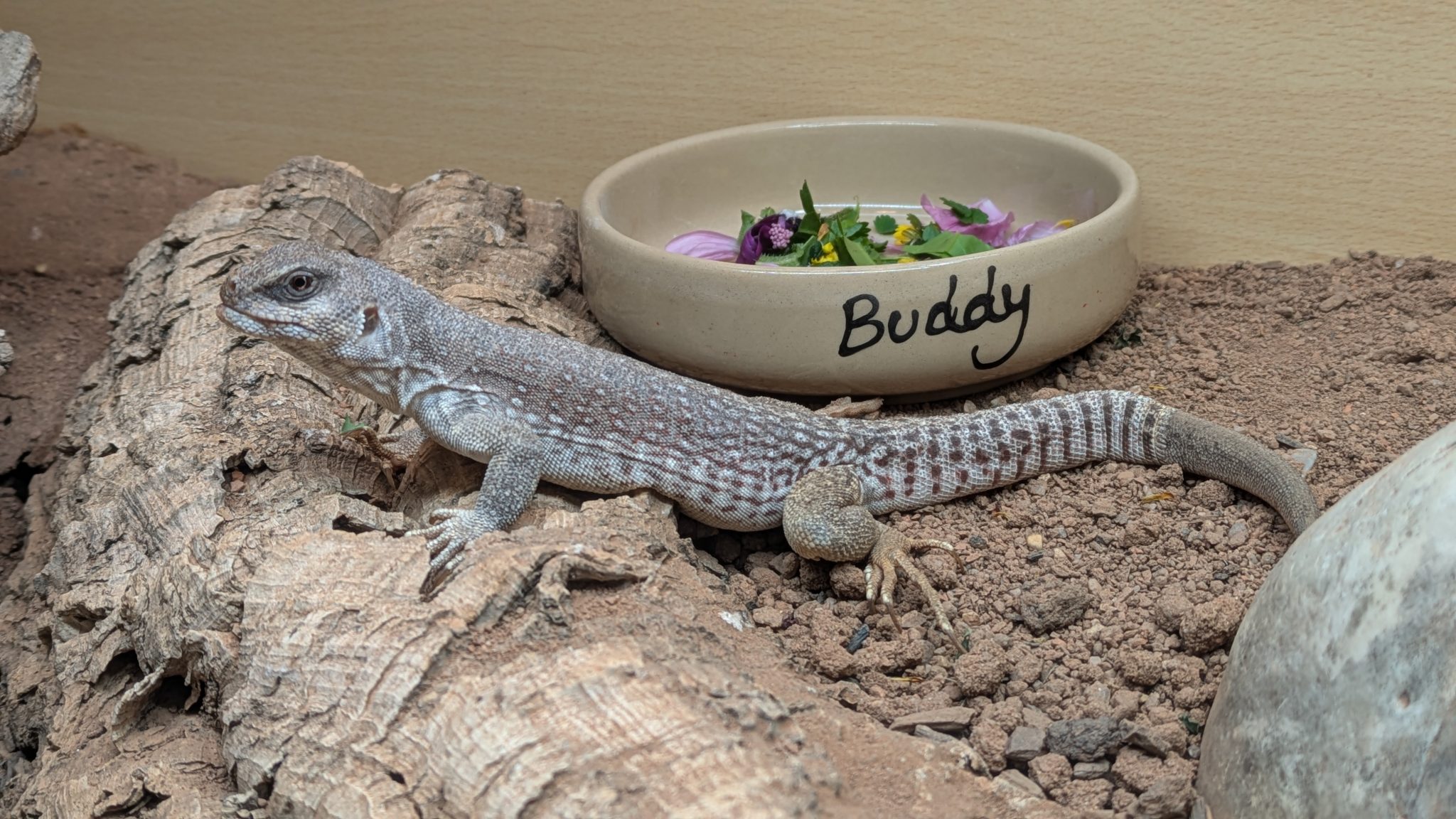 Buddy - Desert Iguana, an owners success story - PALS Vet Lab